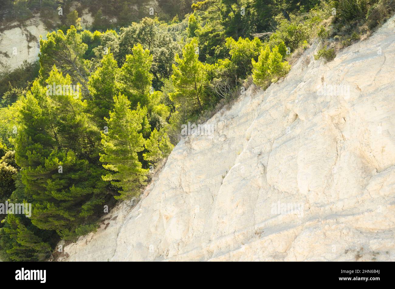Conifers frame hi-res stock photography and images - Alamy