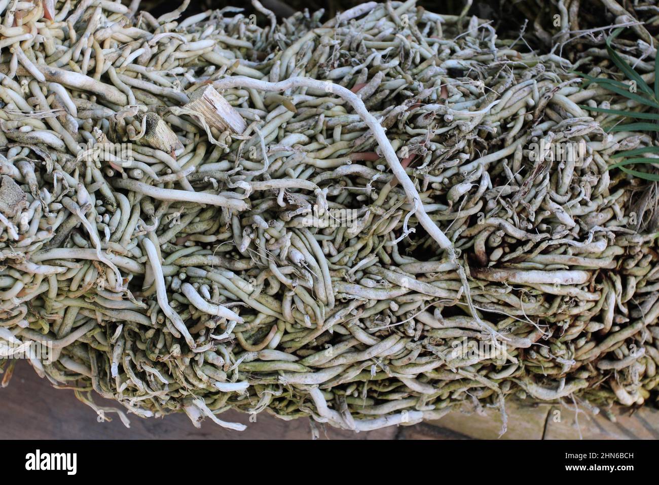Mass of roots hi-res stock photography and images - Alamy