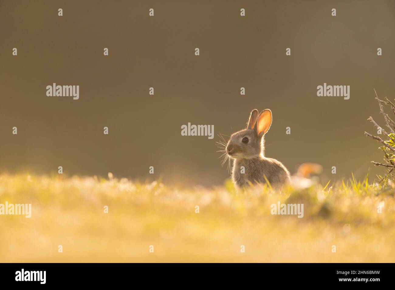 European Rabbit (Oryctolagus cuniculus) young backlit at sunset ...