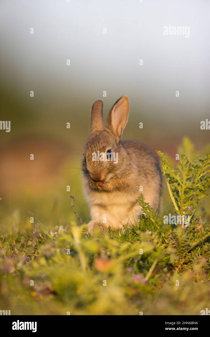 European Rabbit (Oryctolagus cuniculus) young grooming, Suffolk ...