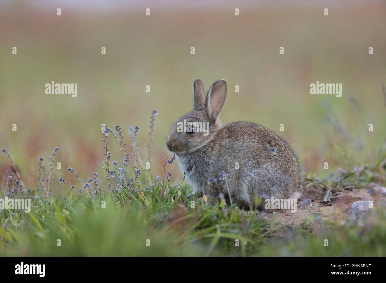 European Rabbit (Oryctolagus cuniculus) young feeding, Suffolk, England ...