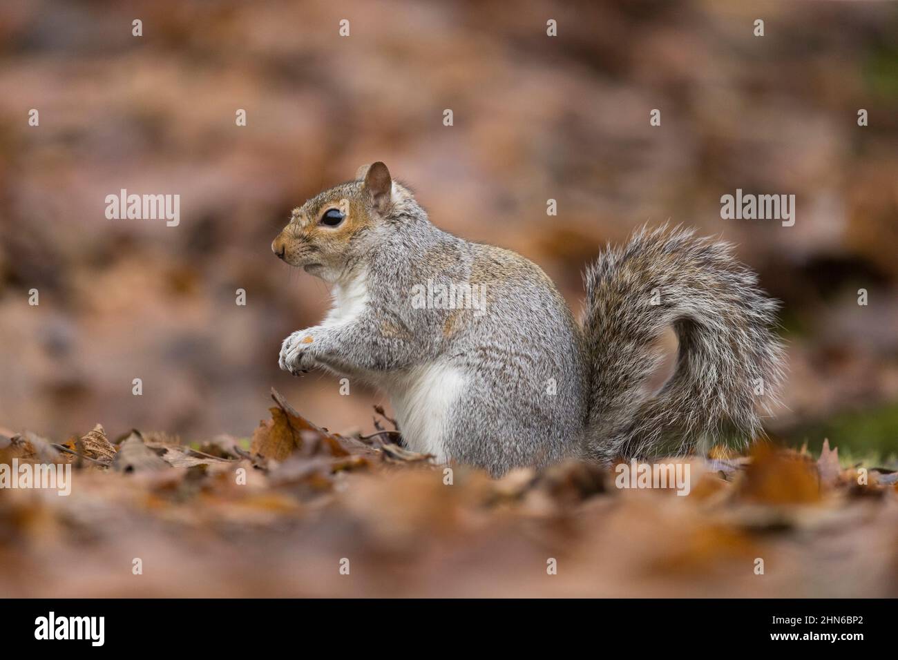 Eastern Grey Squirrel (Sciurus carolinensis) introduced species, adult ...