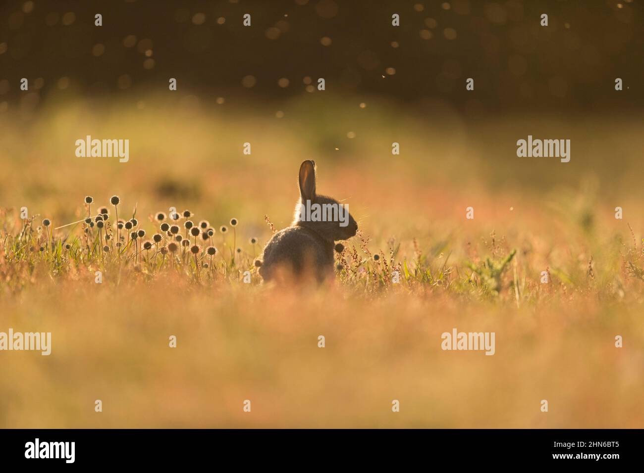 European Rabbit (Oryctolagus cuniculus) young backlit at sunset ...
