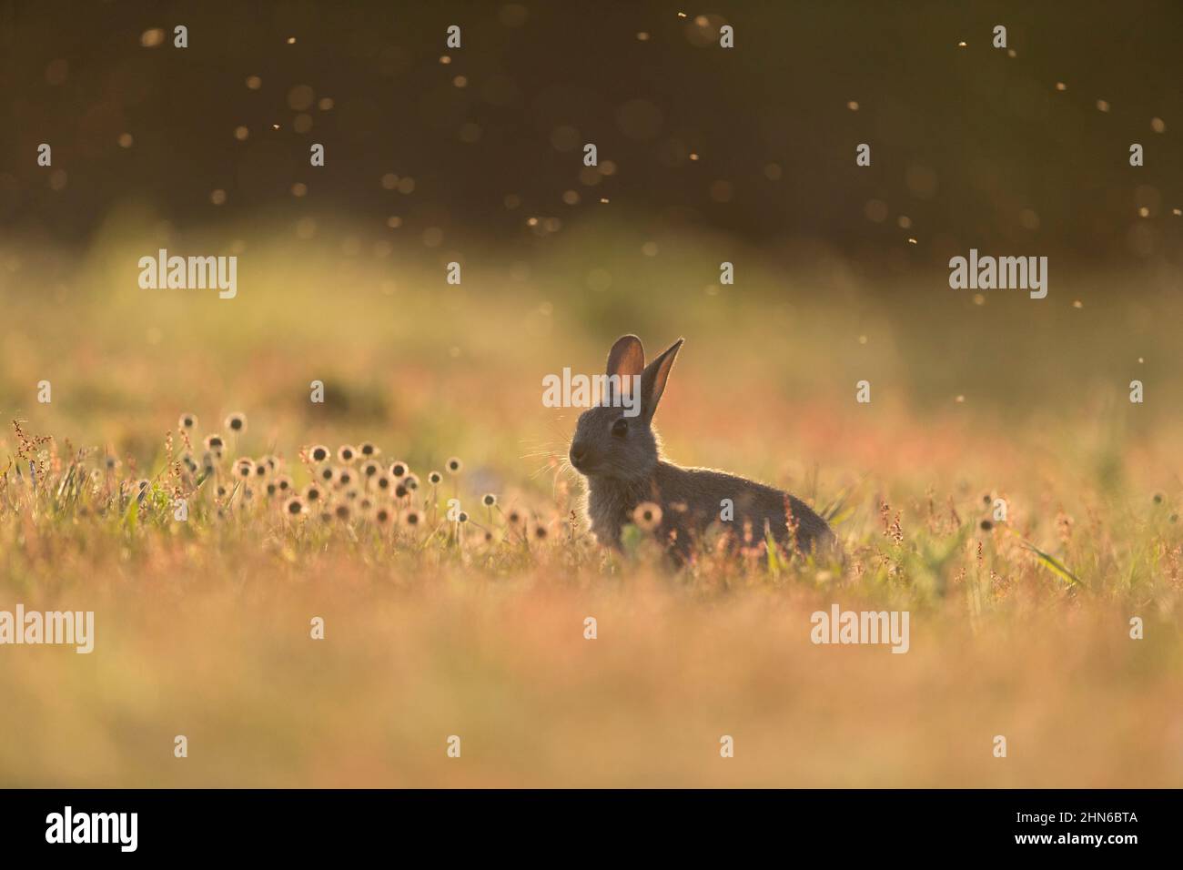 European Rabbit (Oryctolagus cuniculus) young backlit at sunset ...
