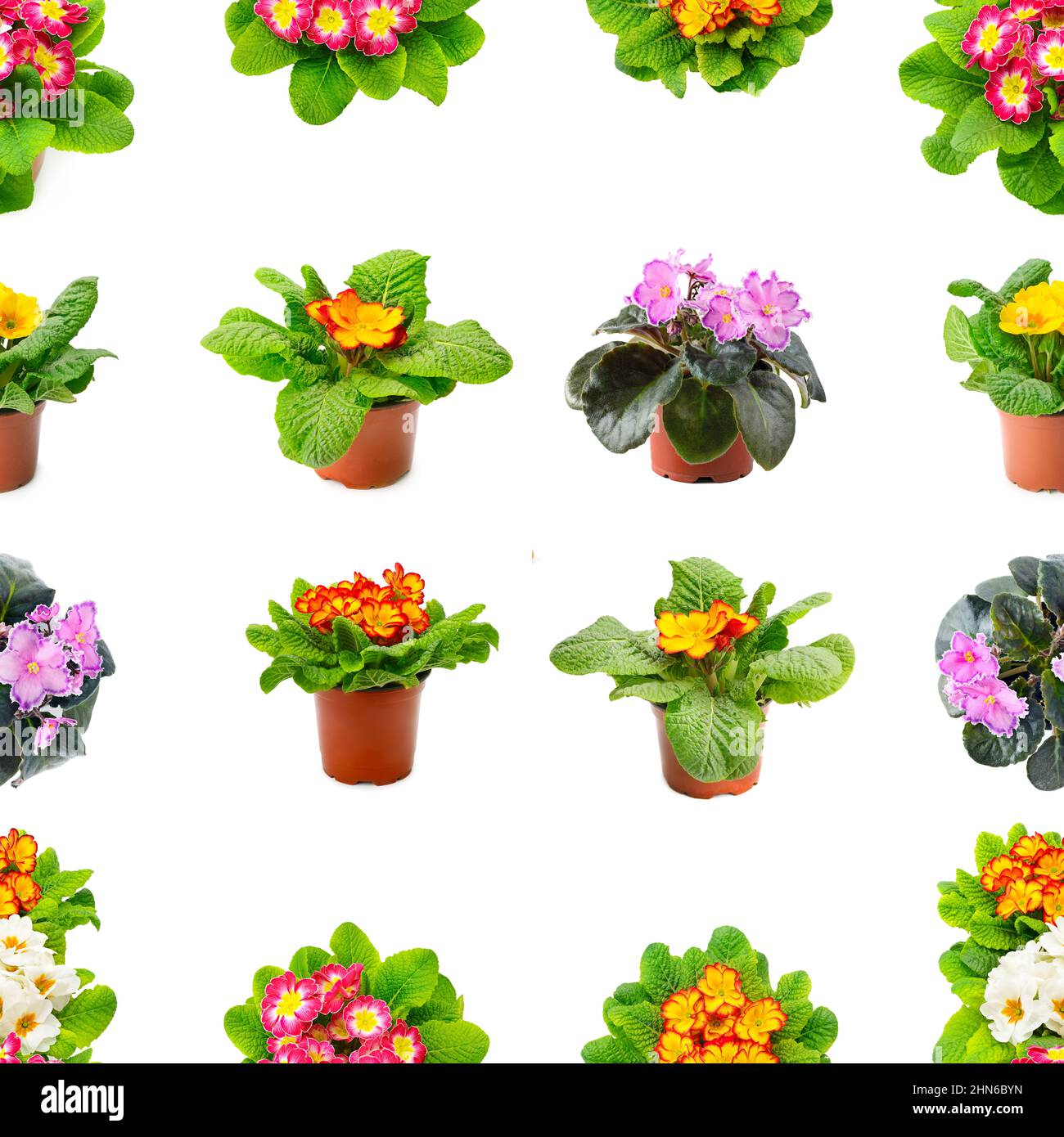 Seamless violets hi-res stock photography and images - Alamy