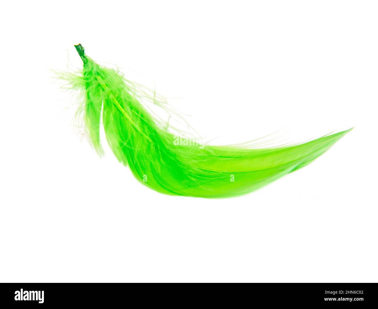 Green fluffy feather isolated on the white background Stock Photo - Alamy