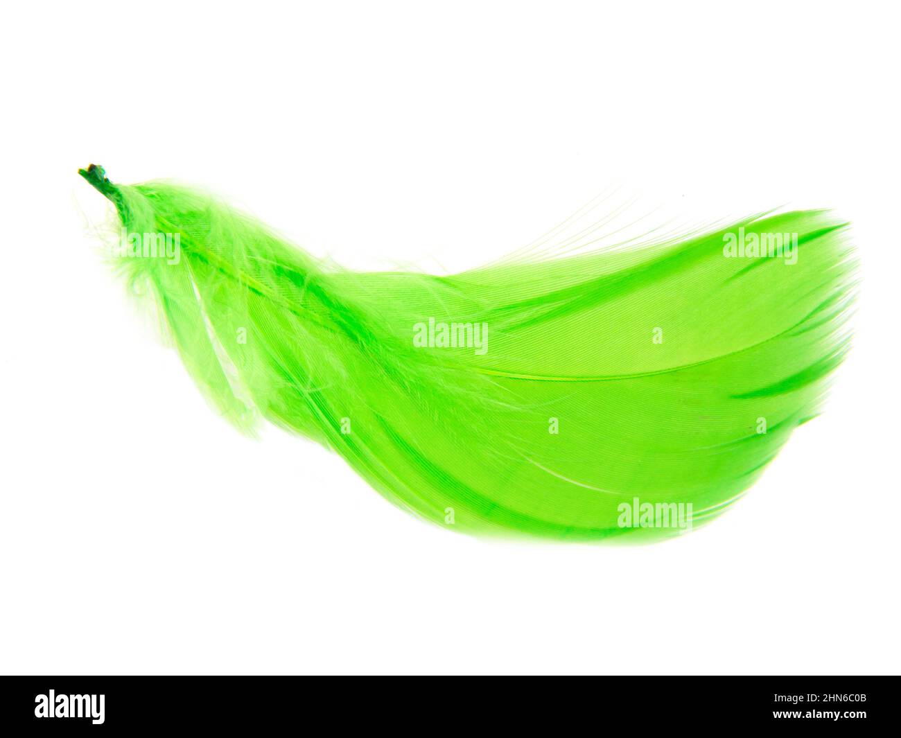 Green fluffy feather isolated on the white background Stock Photo - Alamy