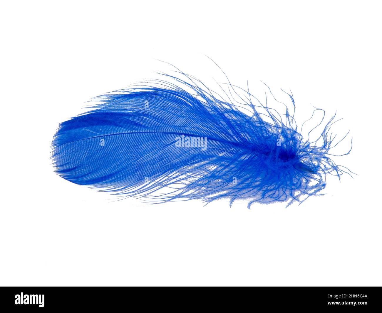 Delicate elegant blue feather isolated on the white background Stock ...