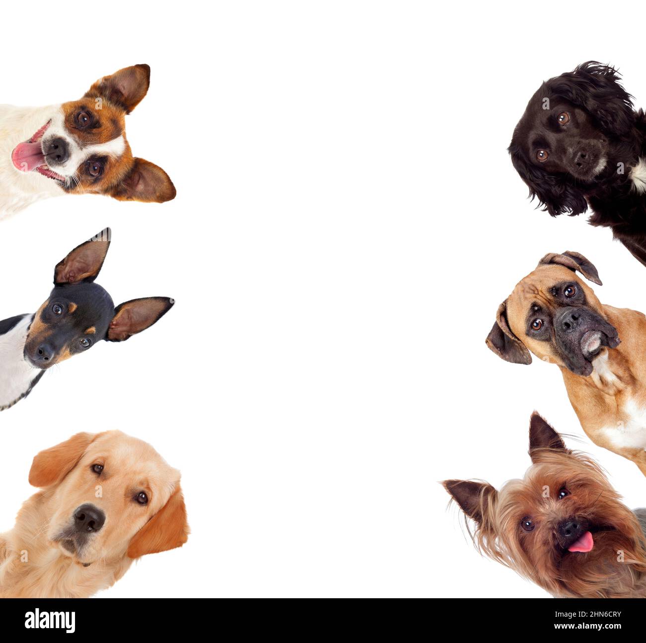 Different kind dogs isolated on a white background Stock Photo - Alamy