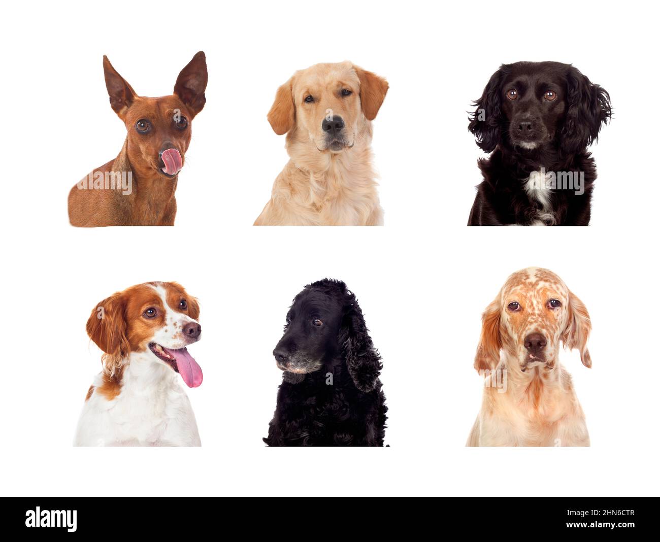 Different kind dogs isolated on a white background Stock Photo - Alamy