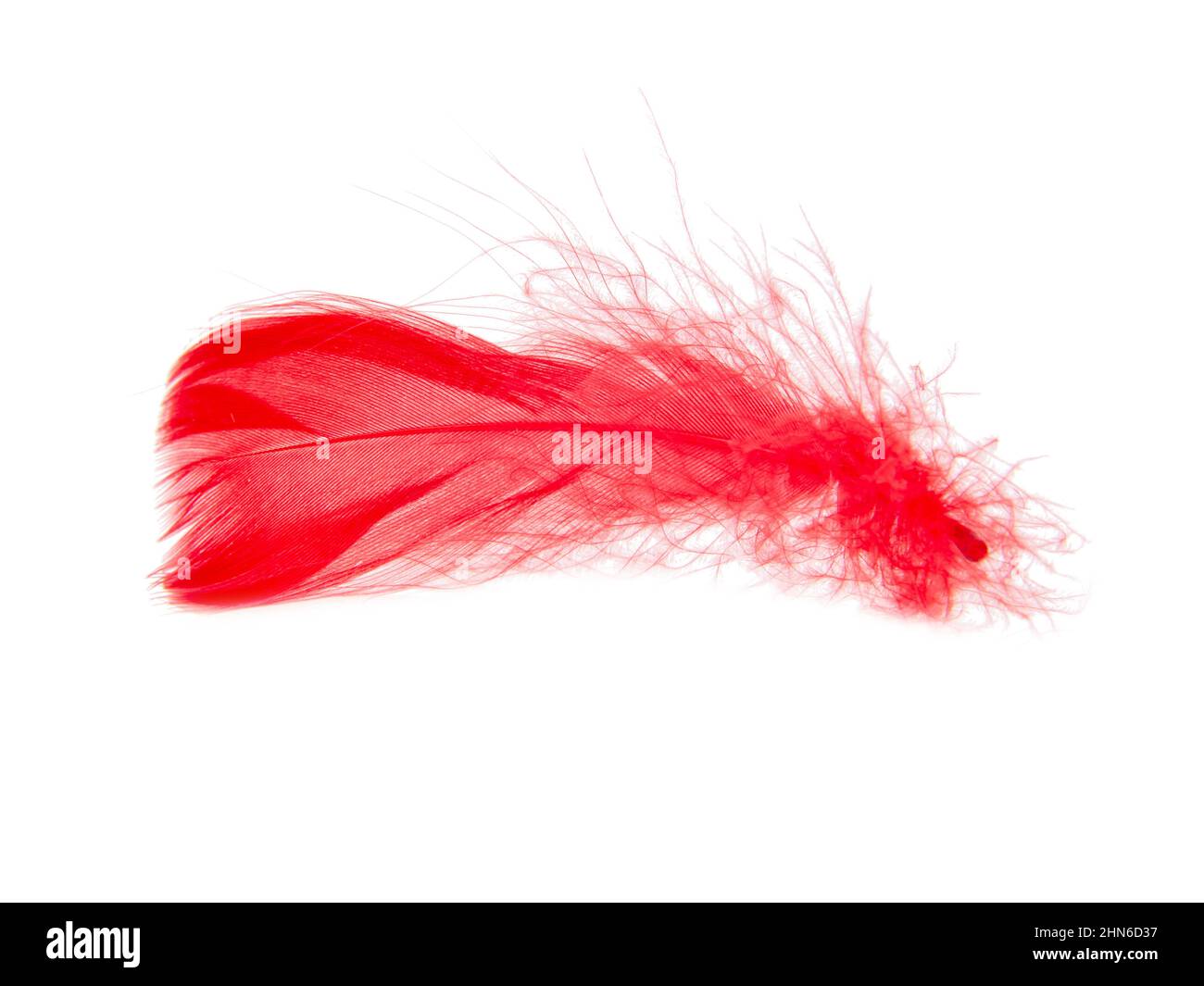 Delicate elegant red feather isolated on the white background Stock ...
