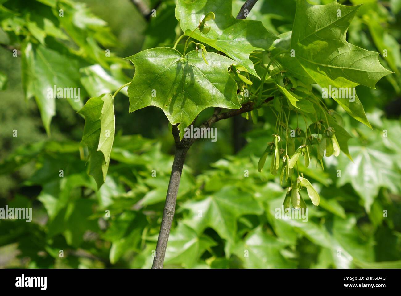 Lime green leaves color hi-res stock photography and images - Alamy
