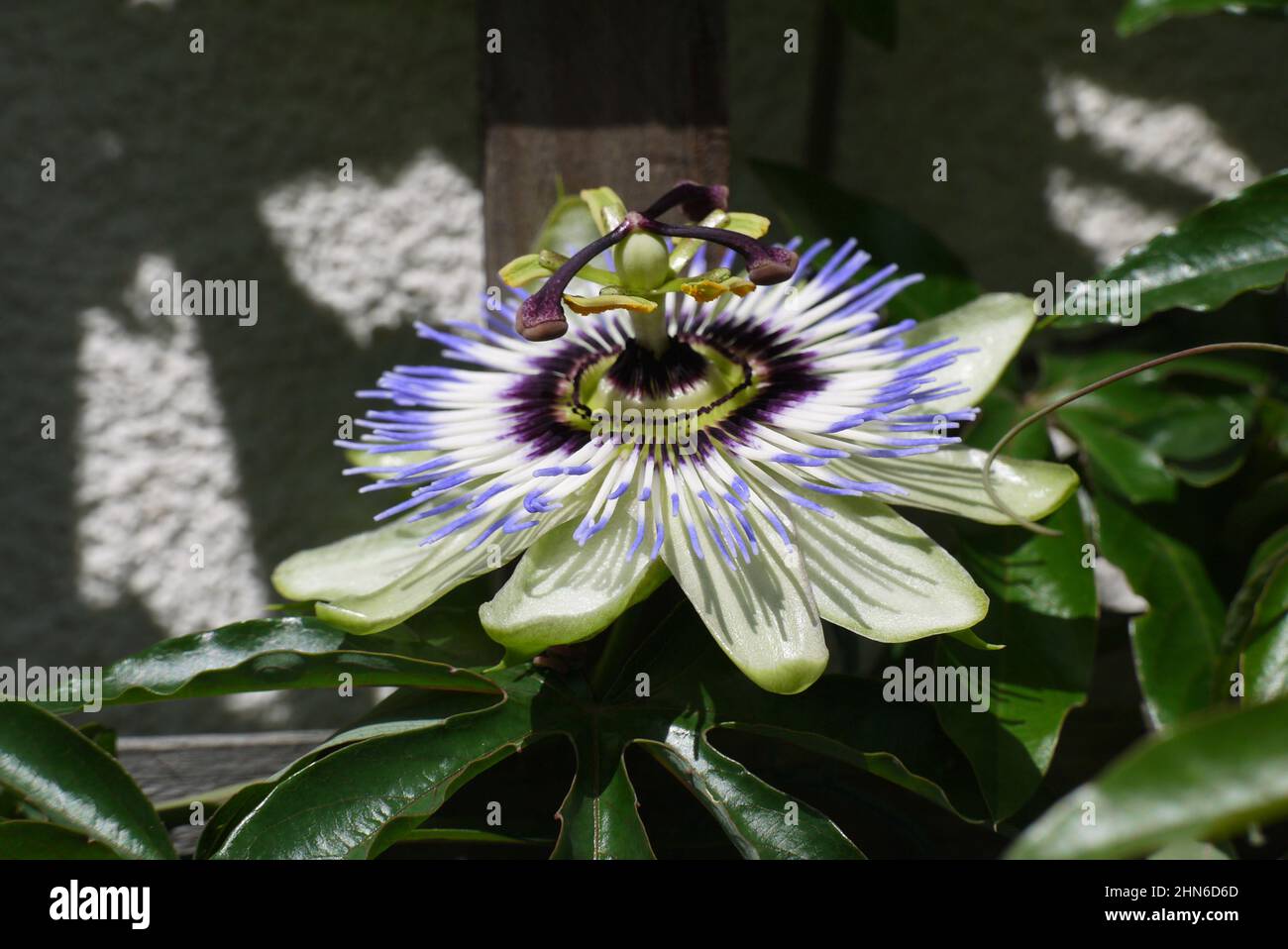 Passiflora pollen hi-res stock photography and images - Alamy