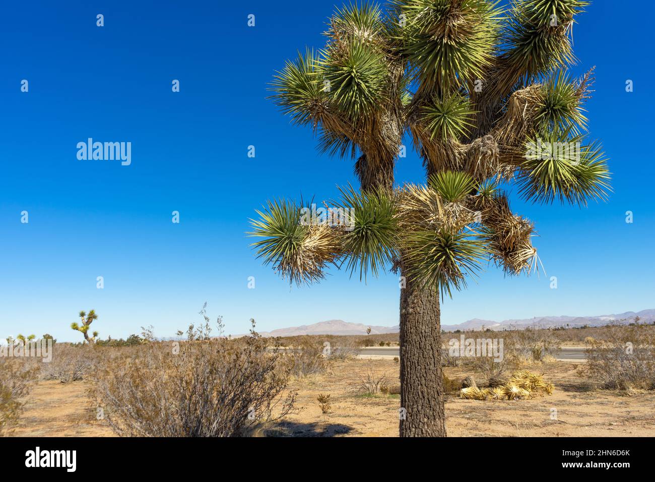 High desert southern california hi-res stock photography and images - Alamy