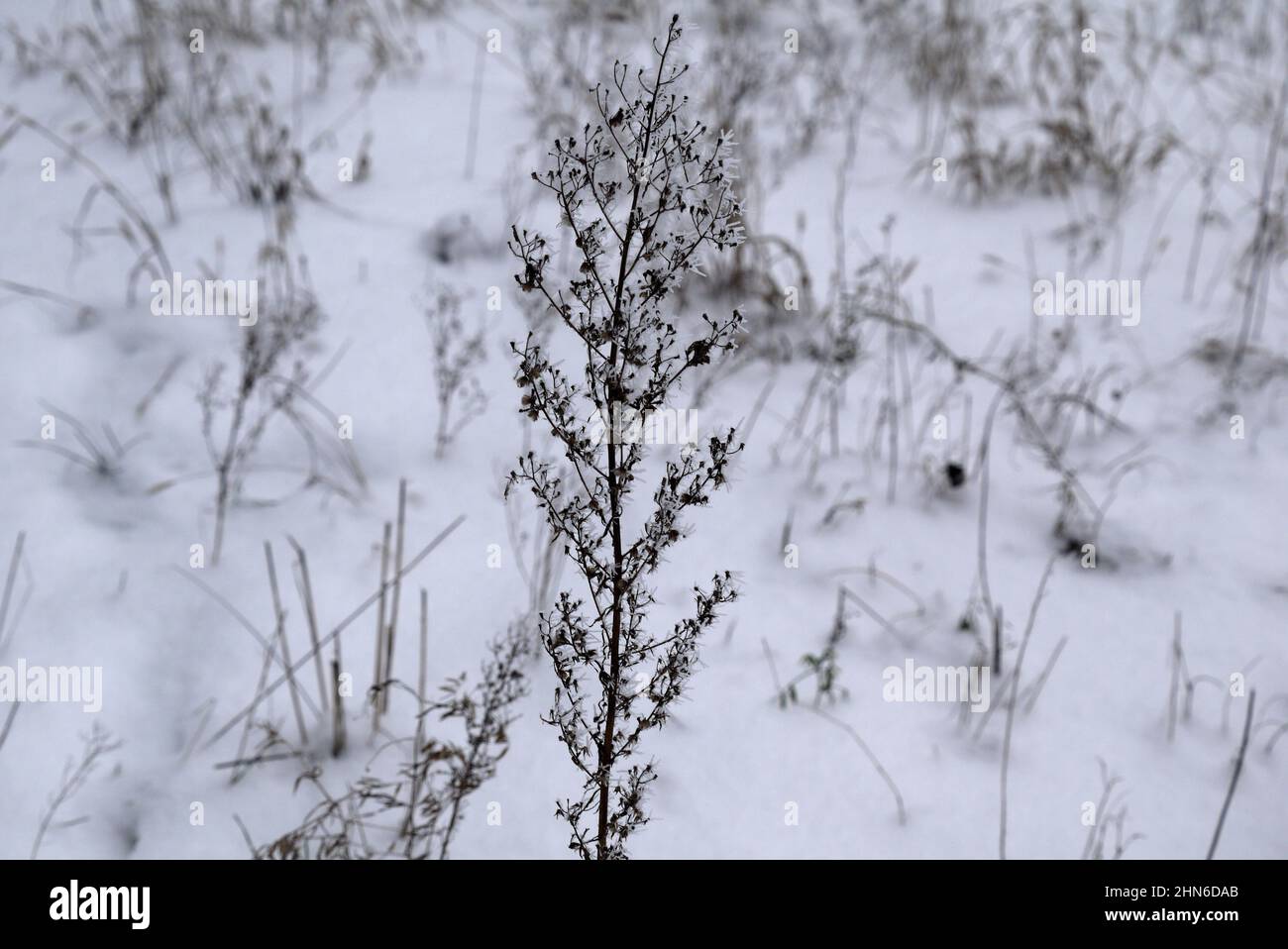 Withered plant in winter Stock Photo - Alamy