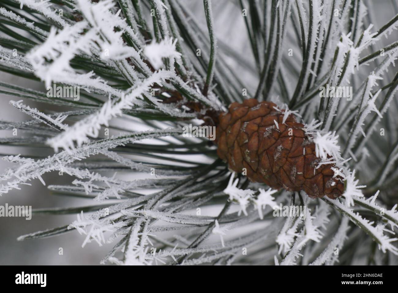 Conical pine cone hi-res stock photography and images - Alamy