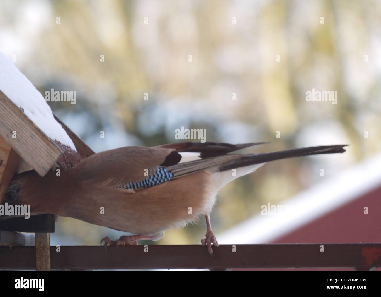 Eurasian jay feathers hi-res stock photography and images - Alamy