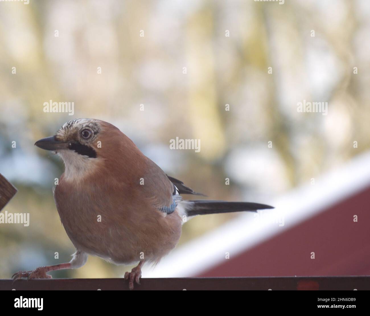 Eurasian jay feathers hi-res stock photography and images - Alamy