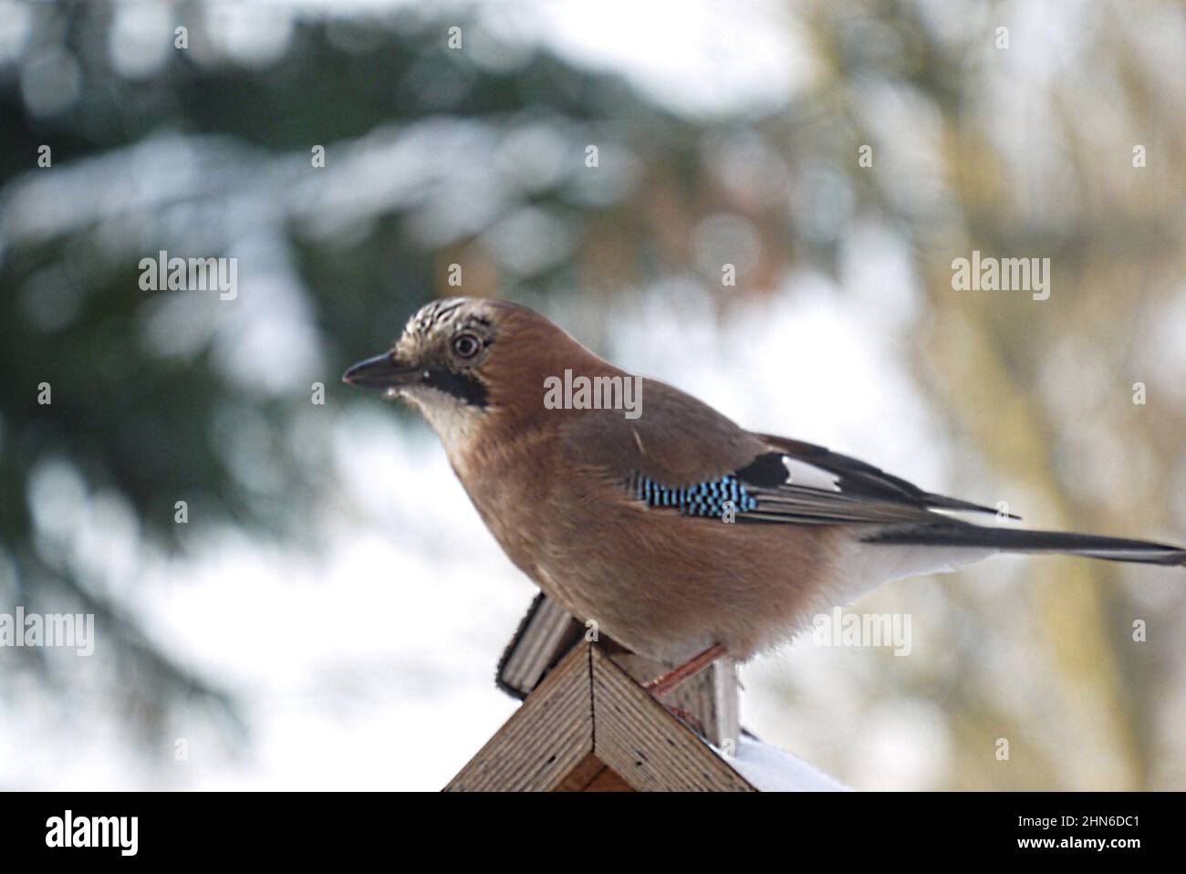 European blue jay hi-res stock photography and images - Alamy