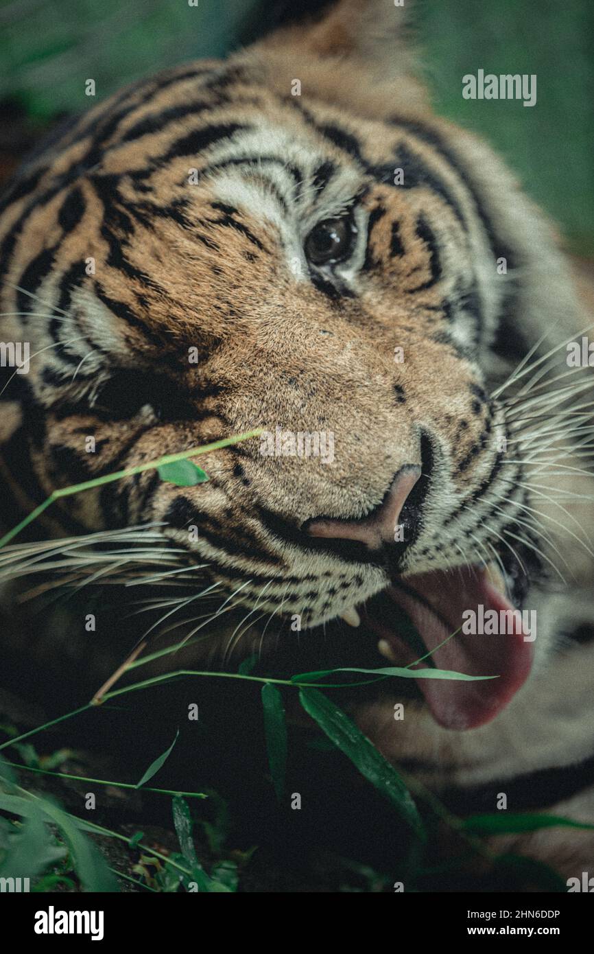 Tiger with cubs jungle hi-res stock photography and images - Alamy