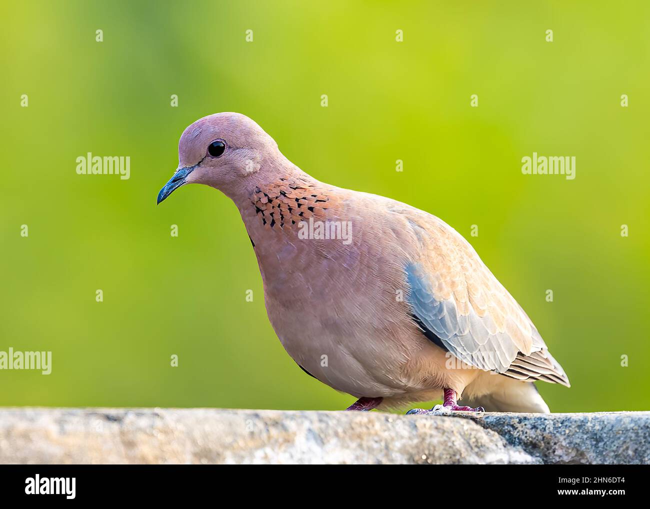 Laughing Dove in curiosity looking into camera from a wall Stock Photo ...