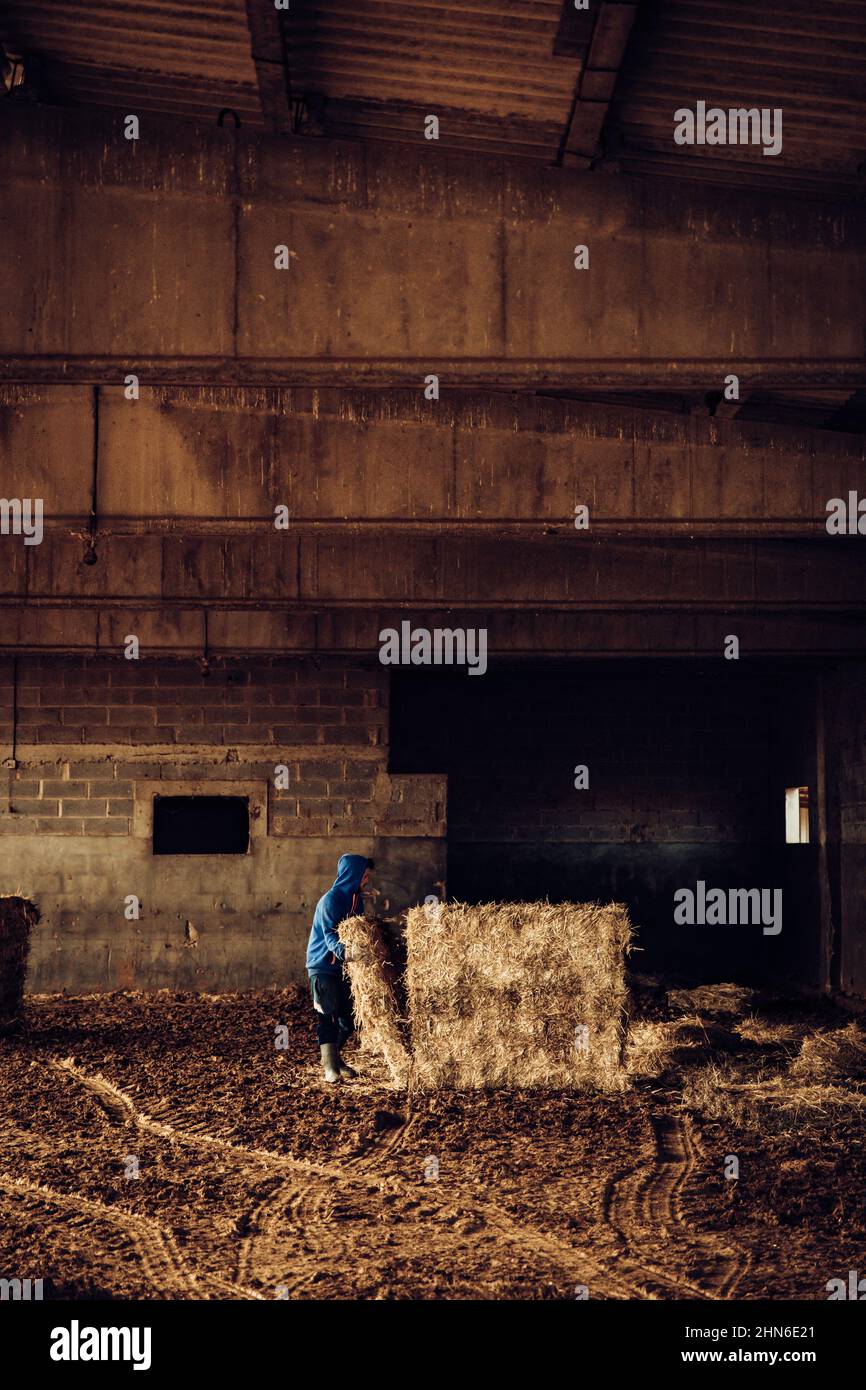 Young farmer preparing straw to feed the calves on his farm Stock Photo ...