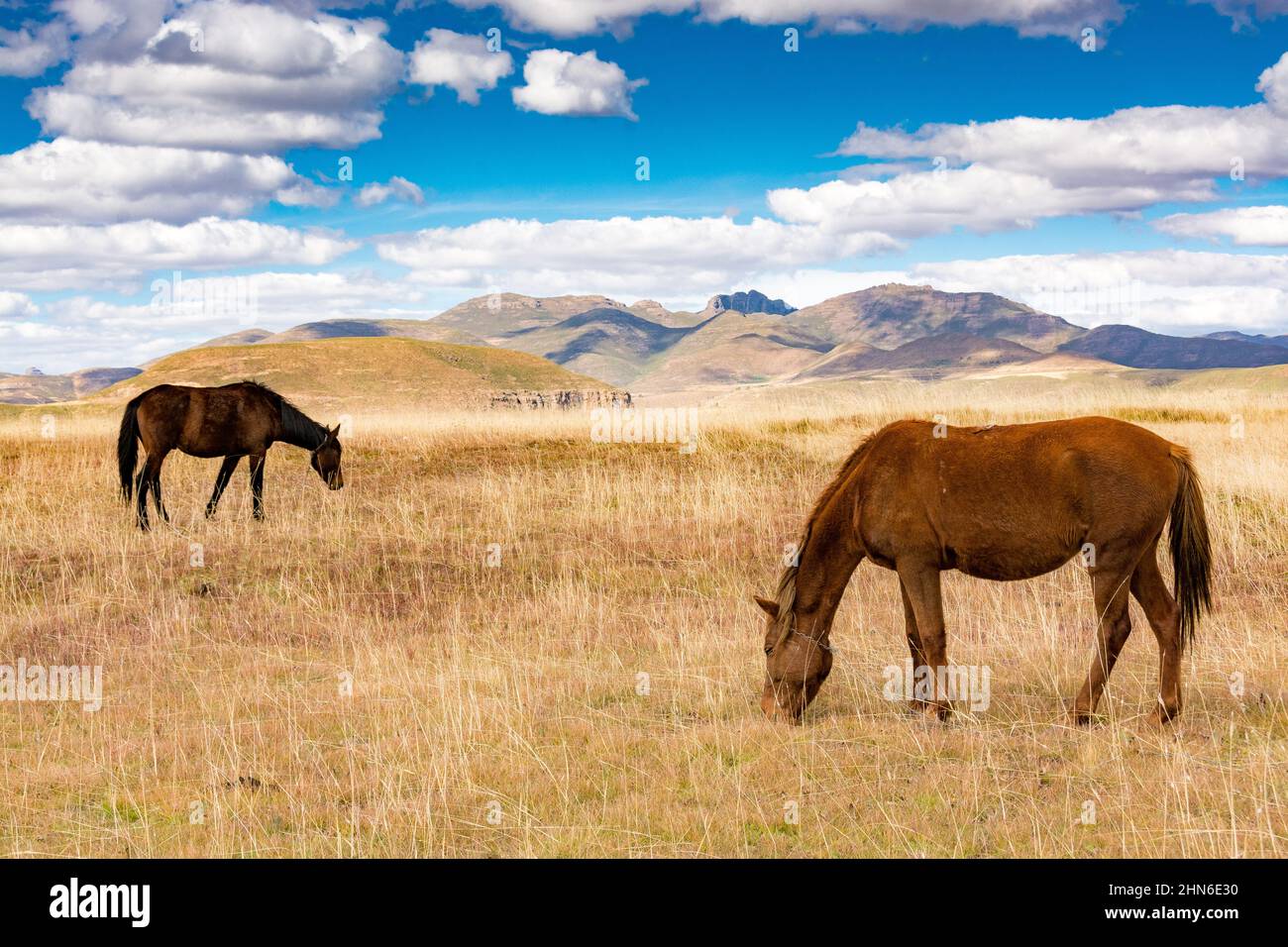 Travel to Lesotho. Two horses graze the dry grass in a mountain ...