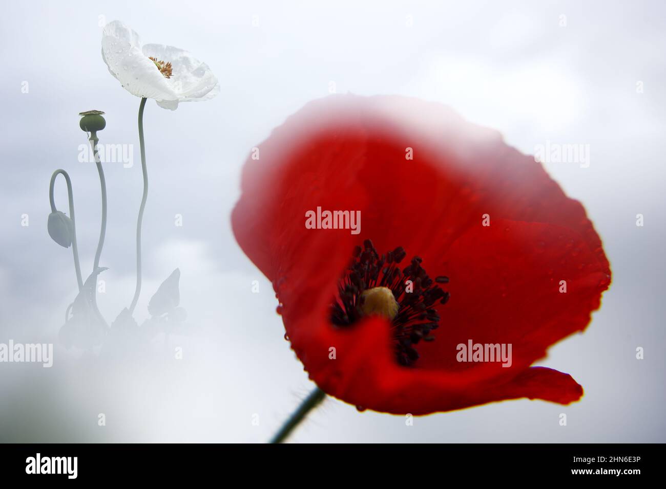 red poppies. papaver rhoeas. white poppies, opium. Papaver somniferum ...