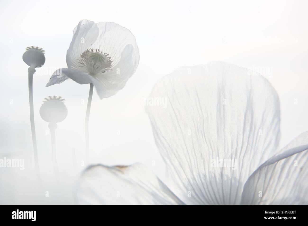 field of white poppies, also called opium. Papaver somniferum Stock ...
