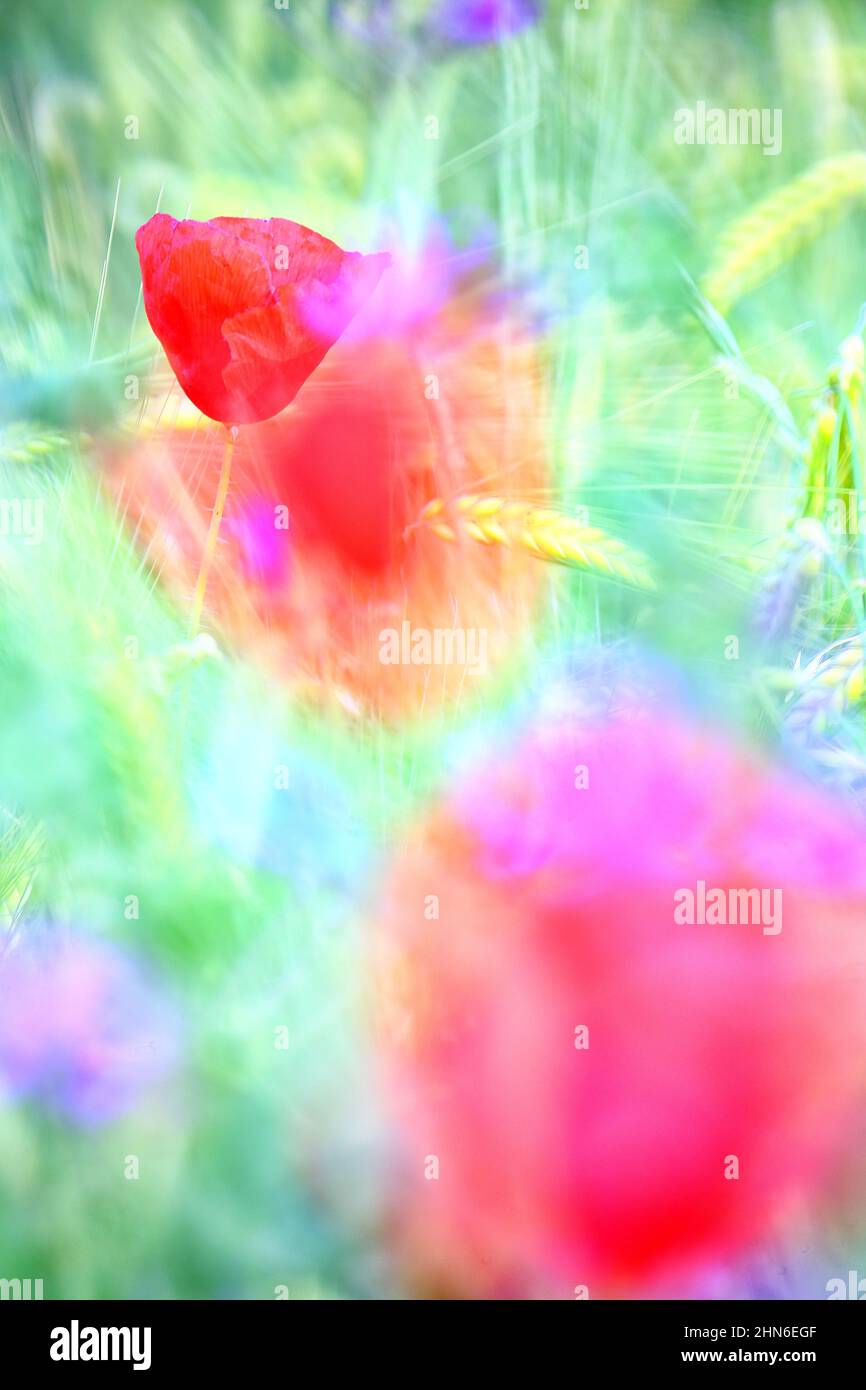 Poppies and thistles hi-res stock photography and images - Alamy