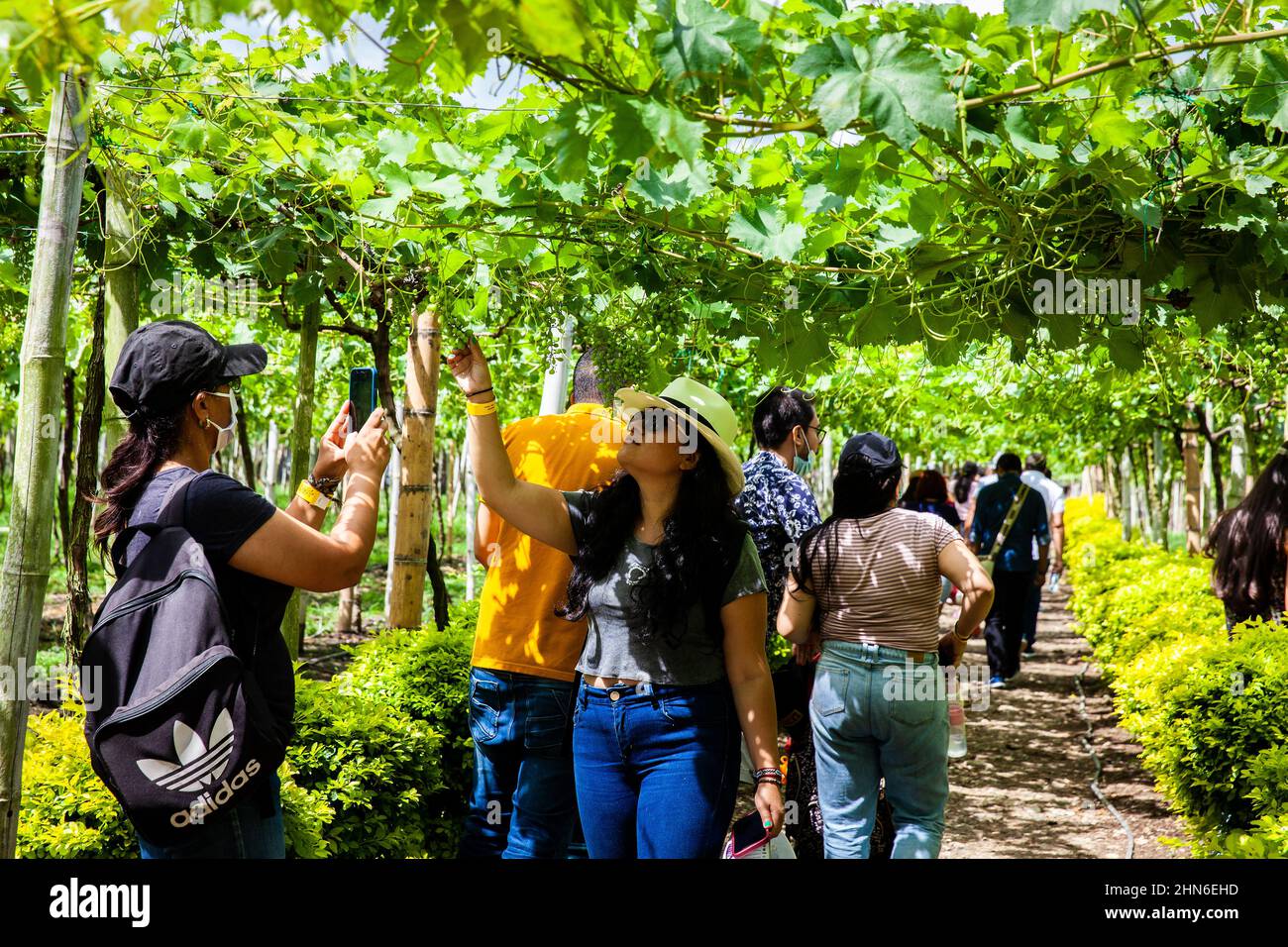 LA UNION, COLOMBIA - NOVEMBER 2021. Tourists visiting the Grape ...