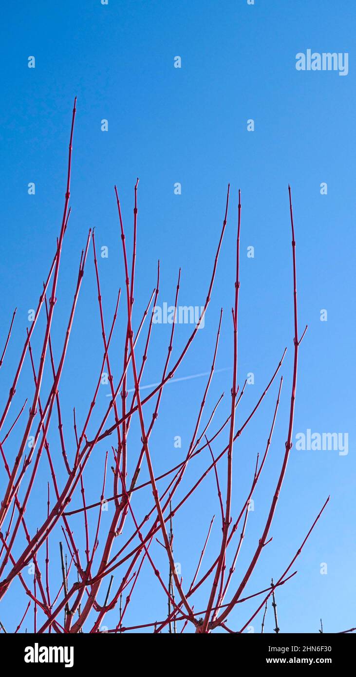 shiny red maple tree twigs and a contrail against blue sky Stock Photo ...