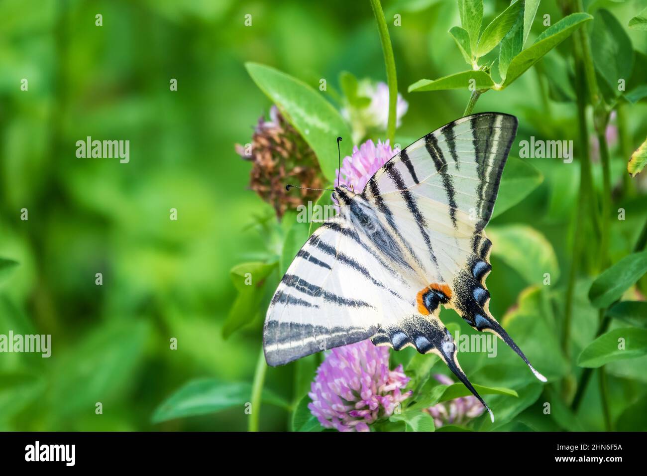 Beautiful Butterfly Scarce Swallowtail, Sail Swallowtail, Pear-tree ...