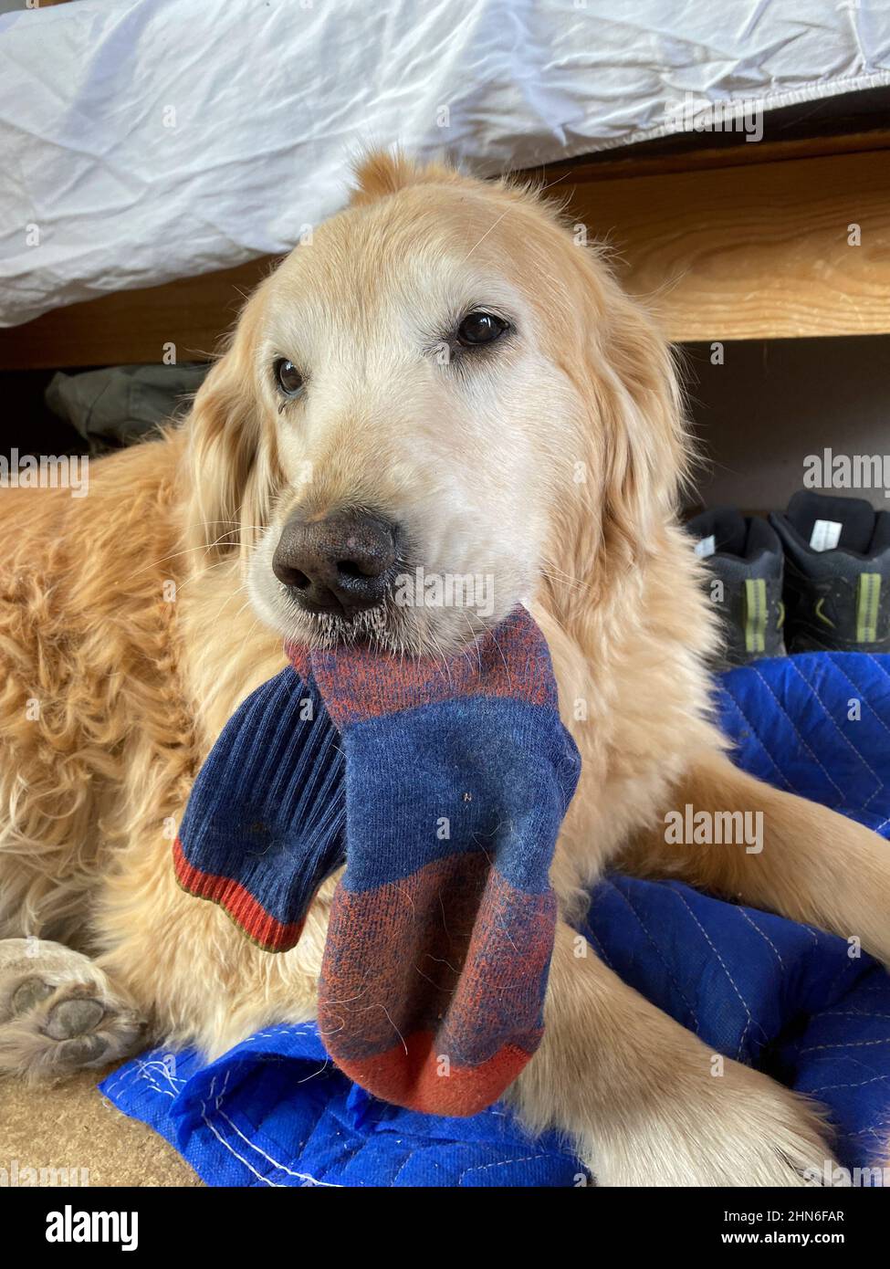 Closeup of dog with hiking sock in their mouth Stock Photo - Alamy