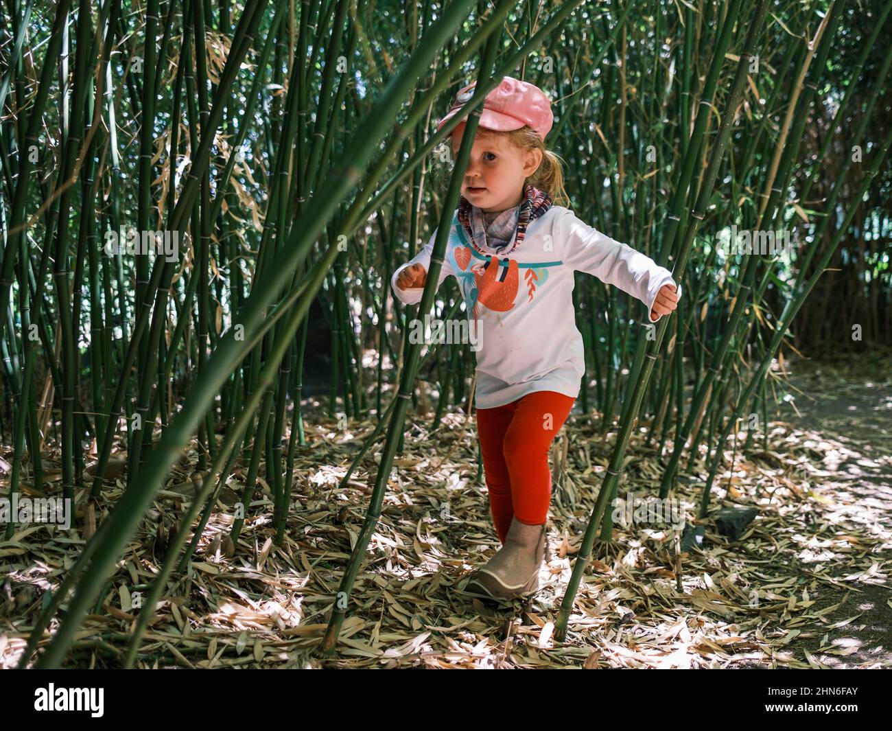 Child wandering around in a bamboo forest Stock Photo - Alamy