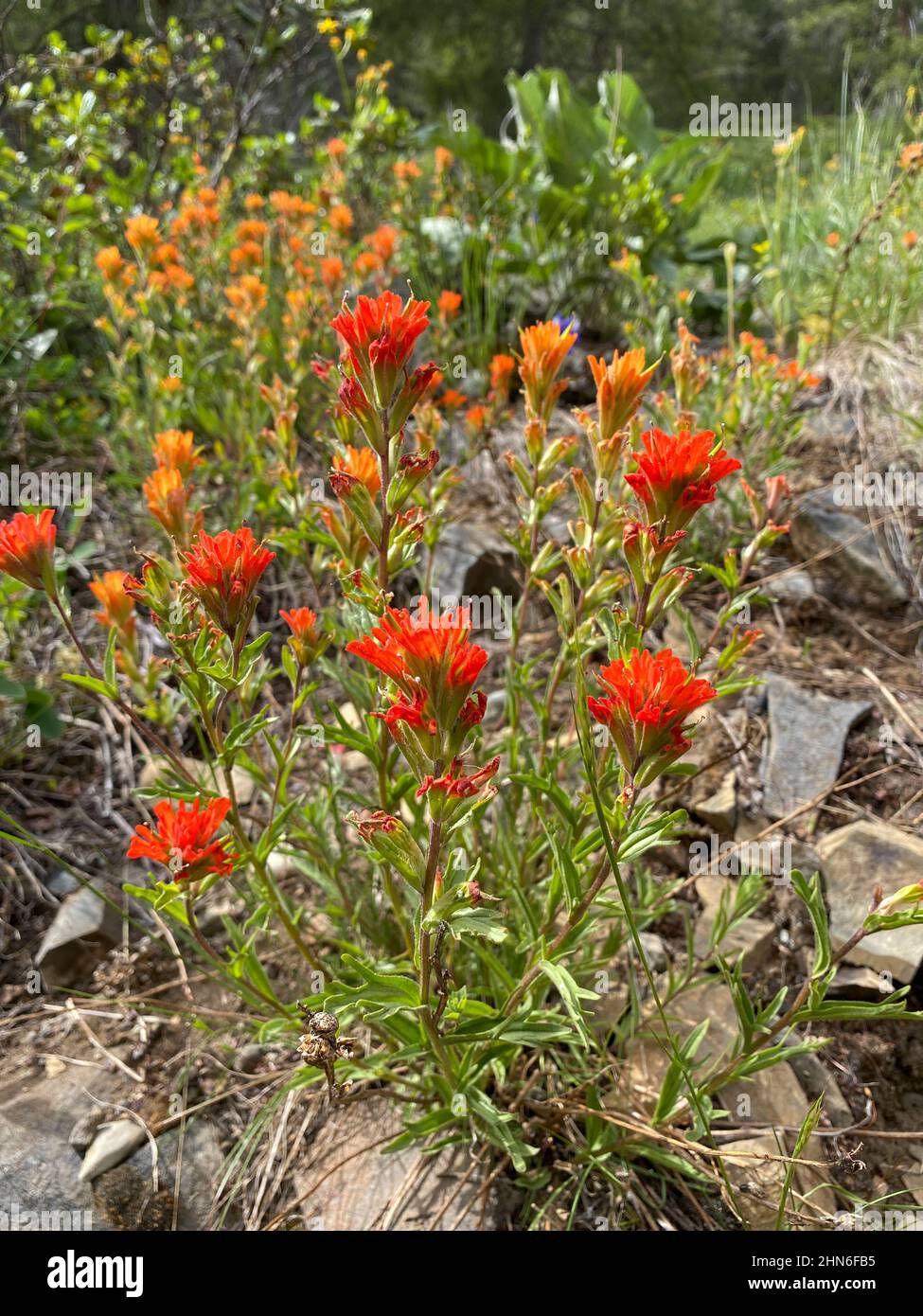 Closeup of Indian Paintbrush wildflower Castilleja Stock Photo - Alamy