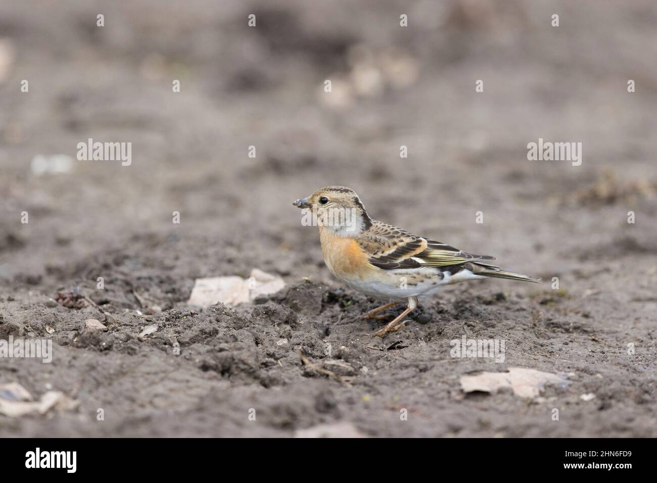 Brambling winter plumage hi-res stock photography and images - Alamy
