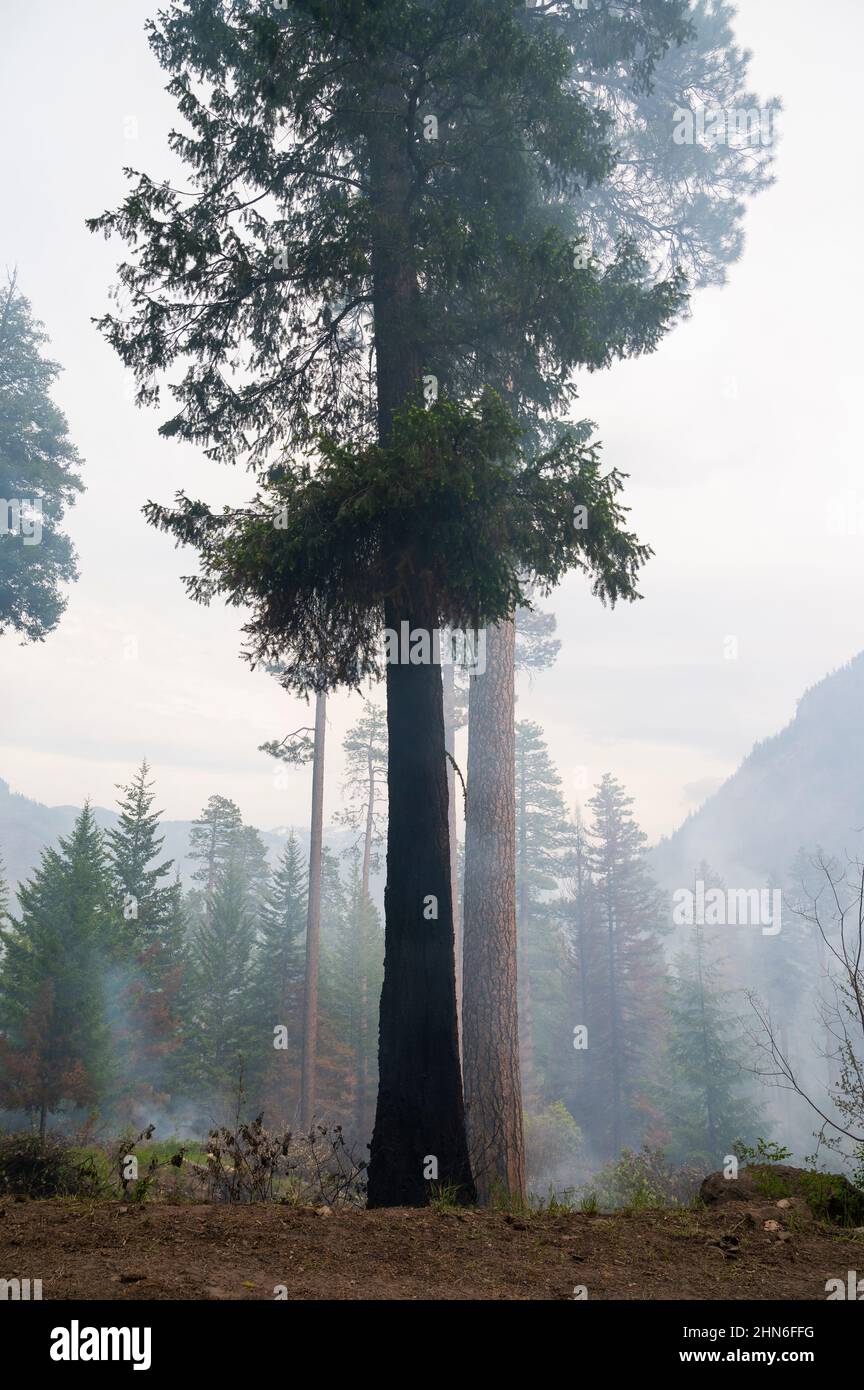 Burned tree with smoke from a controlled burn in The North Cascades ...
