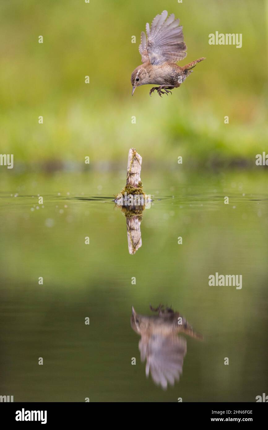 Wren flying hi-res stock photography and images - Alamy
