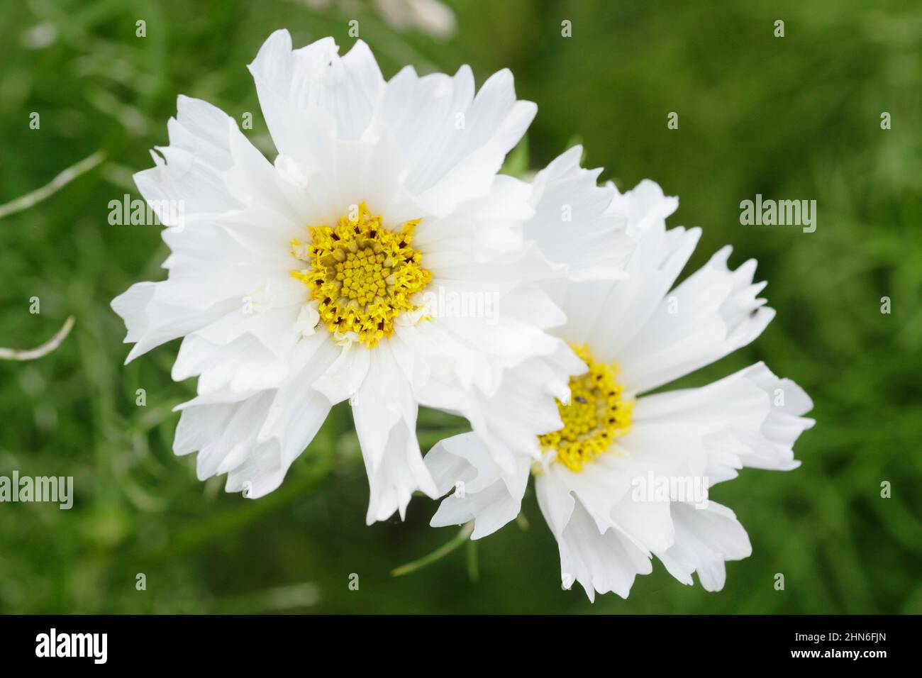 Cosmos bipinnatus 'Double Click Snow Puff' flowers in late summer. UK ...