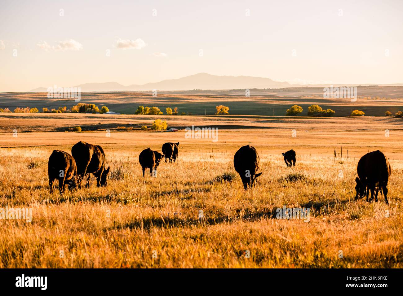 Cattle ranch at sunset hi-res stock photography and images - Alamy