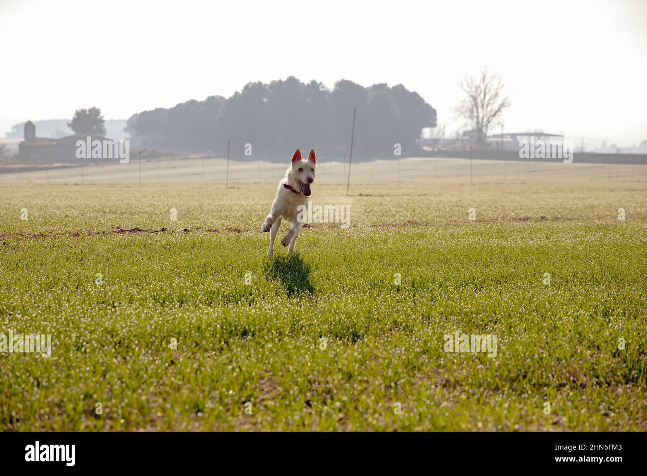 White hunting dog running in the field Stock Photo - Alamy