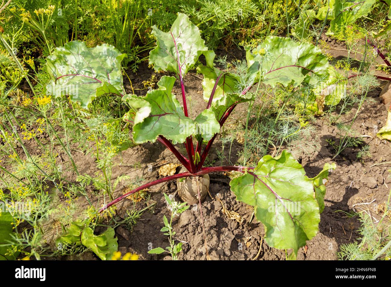 Beet grown in a farmer's field without the addition of harmful chemical ...