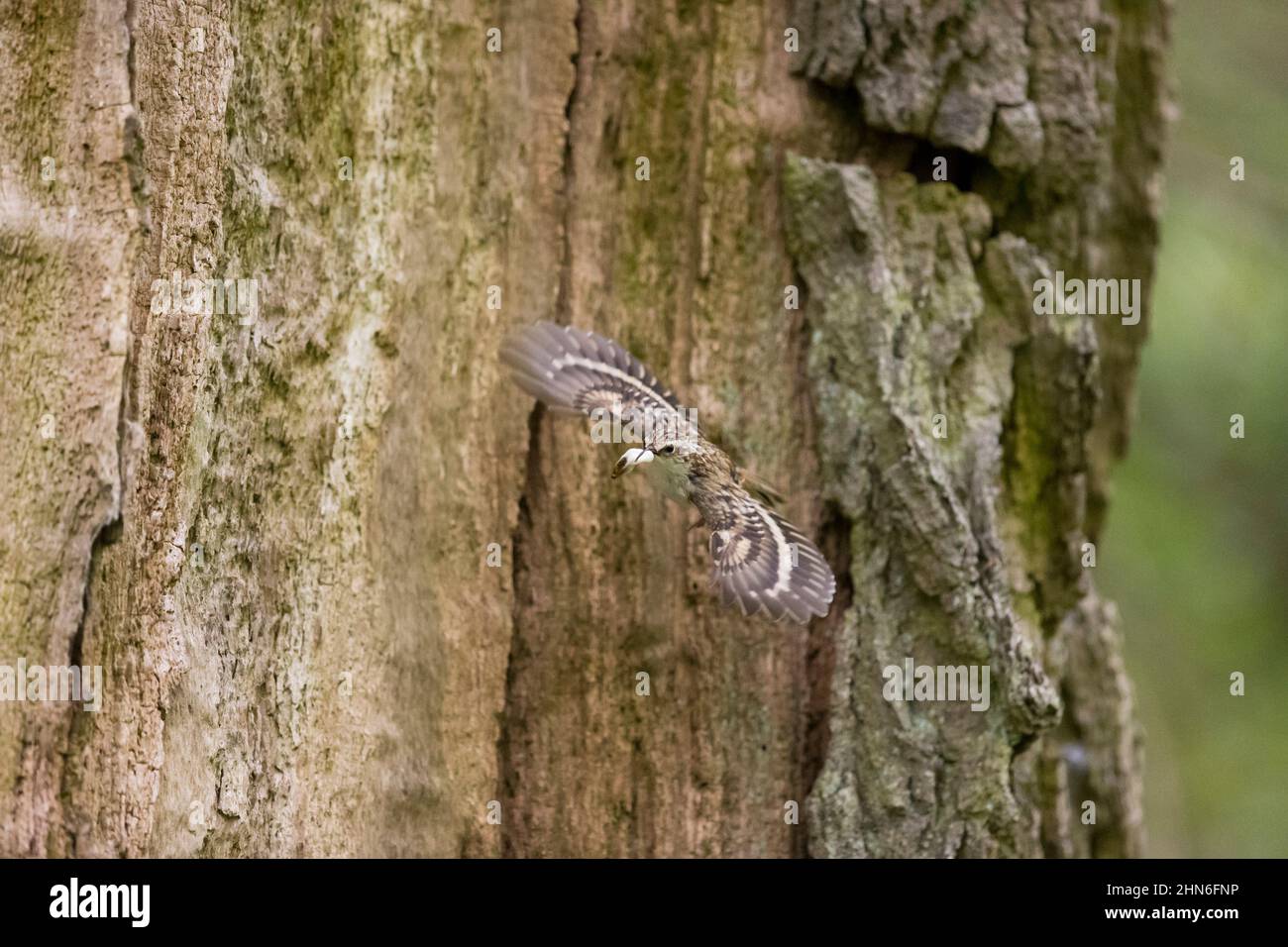 Common Treecreeper (Certhia familiaris) adult flying from nest with ...