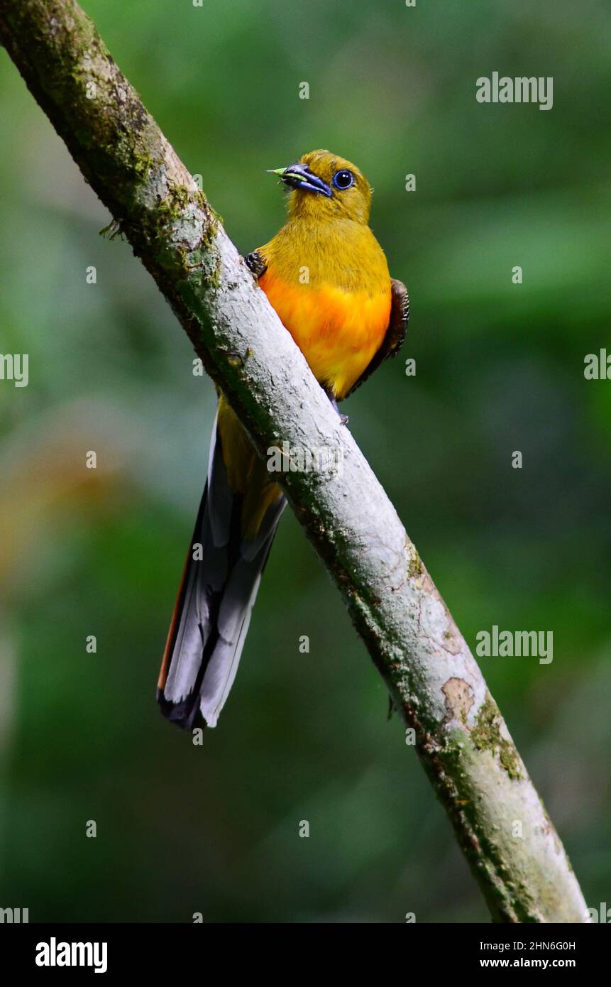 Trogan bird hi-res stock photography and images - Alamy