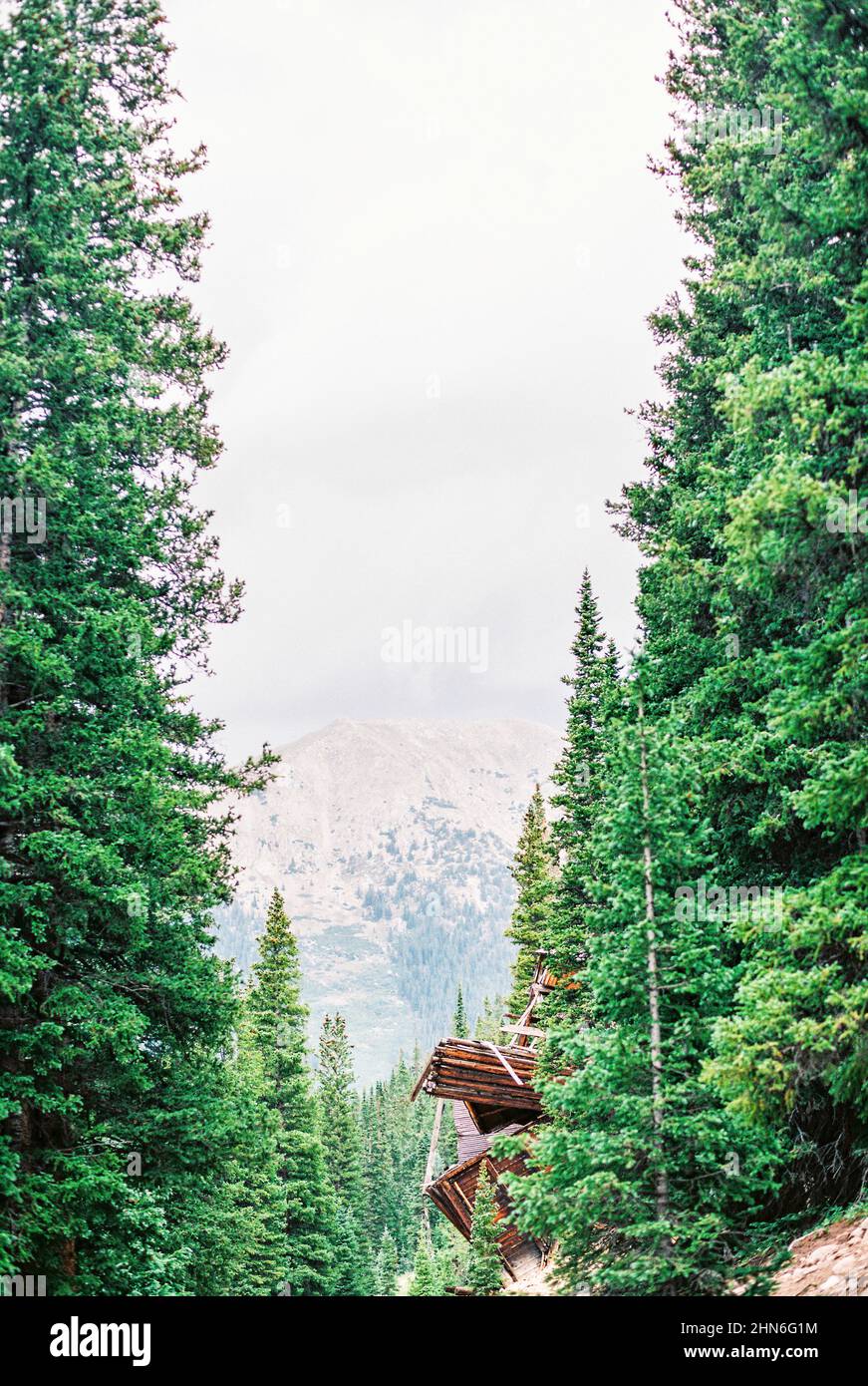 Wood Split Building Surrounded by Tall Pine Trees and Mountain View ...