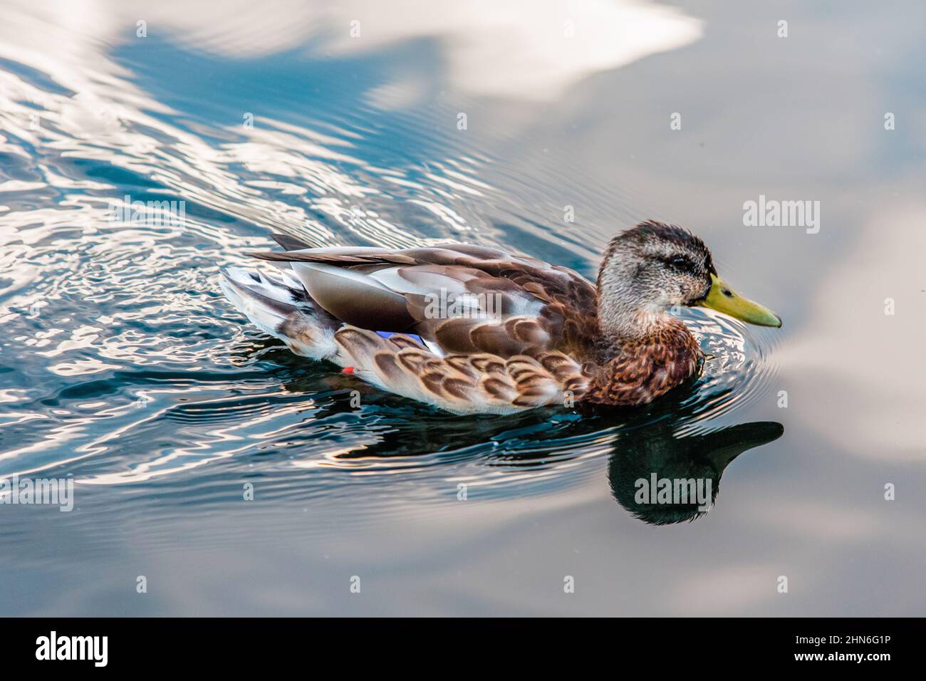 Duck on a Pond with Reflection and Water Ripples Stock Photo - Alamy