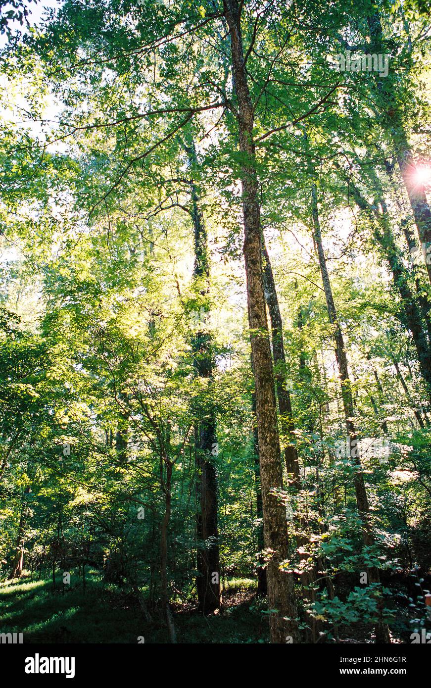Tall green trees hi-res stock photography and images - Alamy
