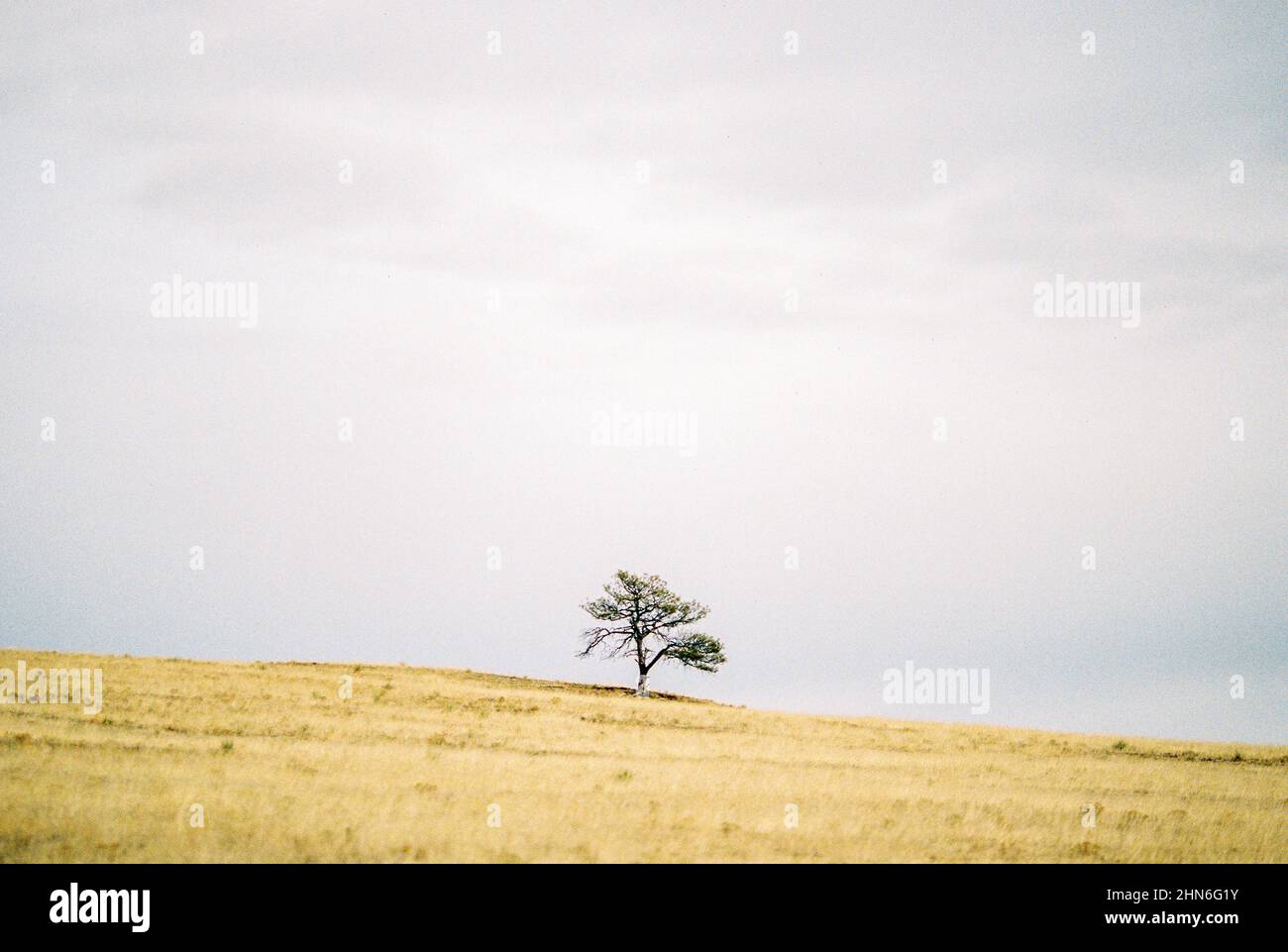 Pine tree alone hi-res stock photography and images - Alamy