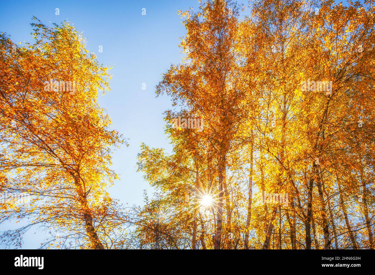 A trees in autumn colors with sun rays Stock Photo - Alamy